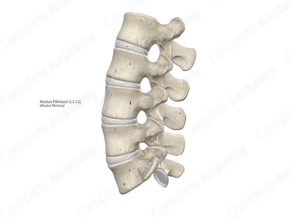 Anulus Fibrosus (L1-L2) | Complete Anatomy