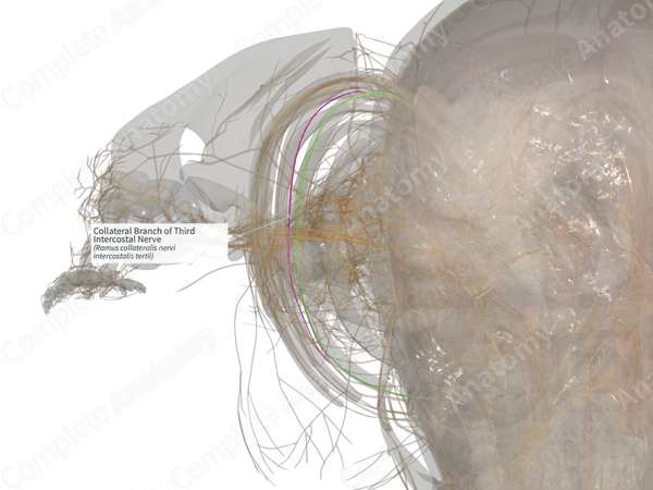 Collateral Branch of Third Intercostal Nerve (Left) | Complete Anatomy
