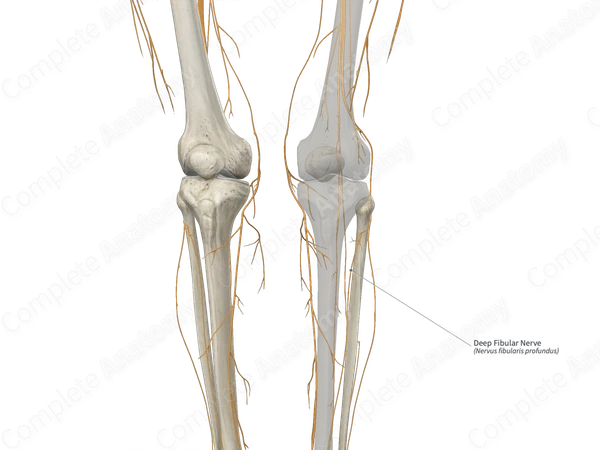 Deep Fibular Nerve | Complete Anatomy