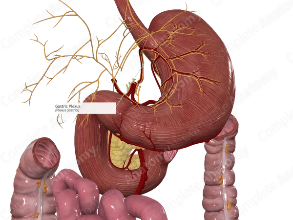 Gastric Plexus | Complete Anatomy