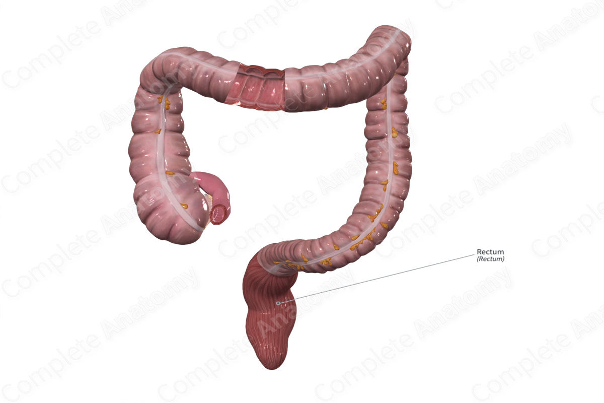Rectum | Complete Anatomy