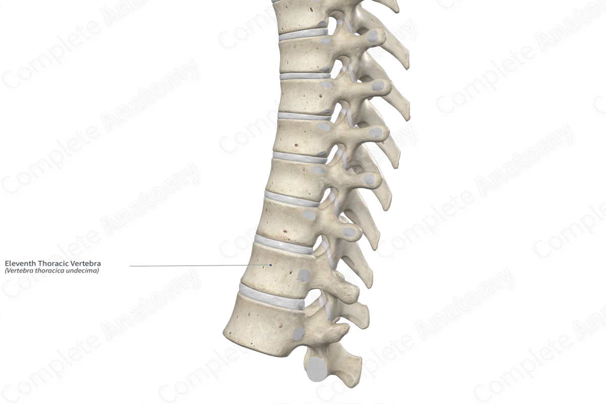 Eleventh Thoracic Vertebra Complete Anatomy