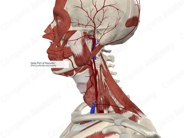 Masseter Muscle Anatomy Deep Part Of Masseter | Complete Anatomy