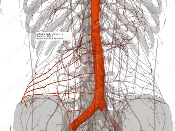 Anterior Radicular Artery (Lumbar; Right) | Complete Anatomy