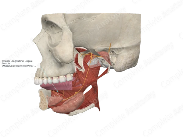 Inferior Longitudinal Lingual Muscle | Complete Anatomy