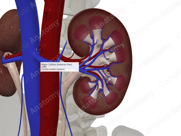 Major Calices (Anterior Part; Left) | Complete Anatomy