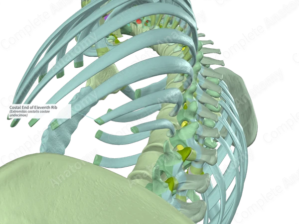 Costal End of Eleventh Rib | Complete Anatomy