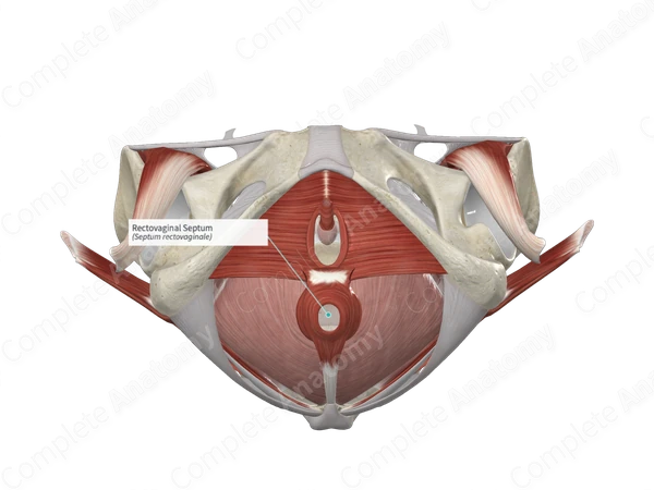 Rectovaginal Septum | Complete Anatomy