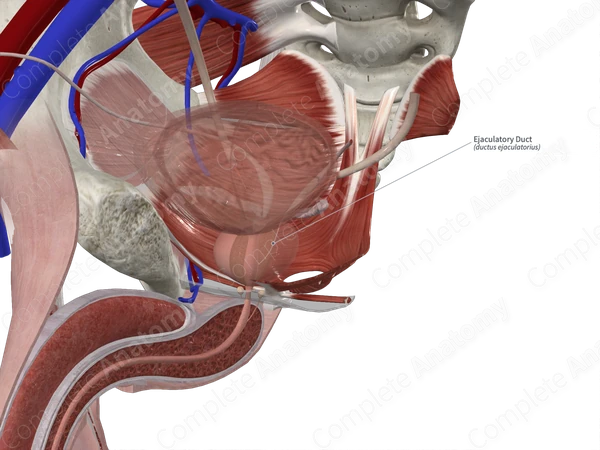 Ejaculatory Duct