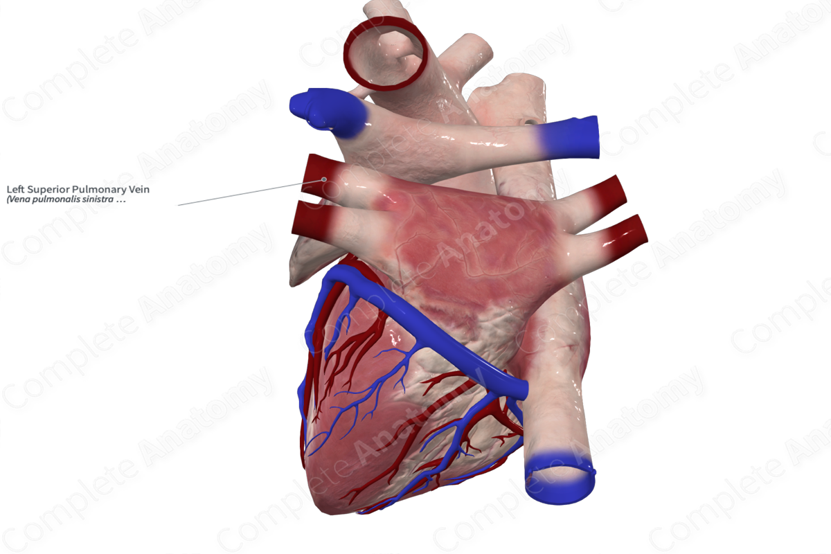 Left Superior Pulmonary Vein | Complete Anatomy