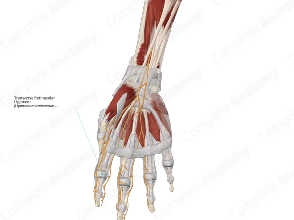 Transverse Retinacular Ligament | Complete Anatomy