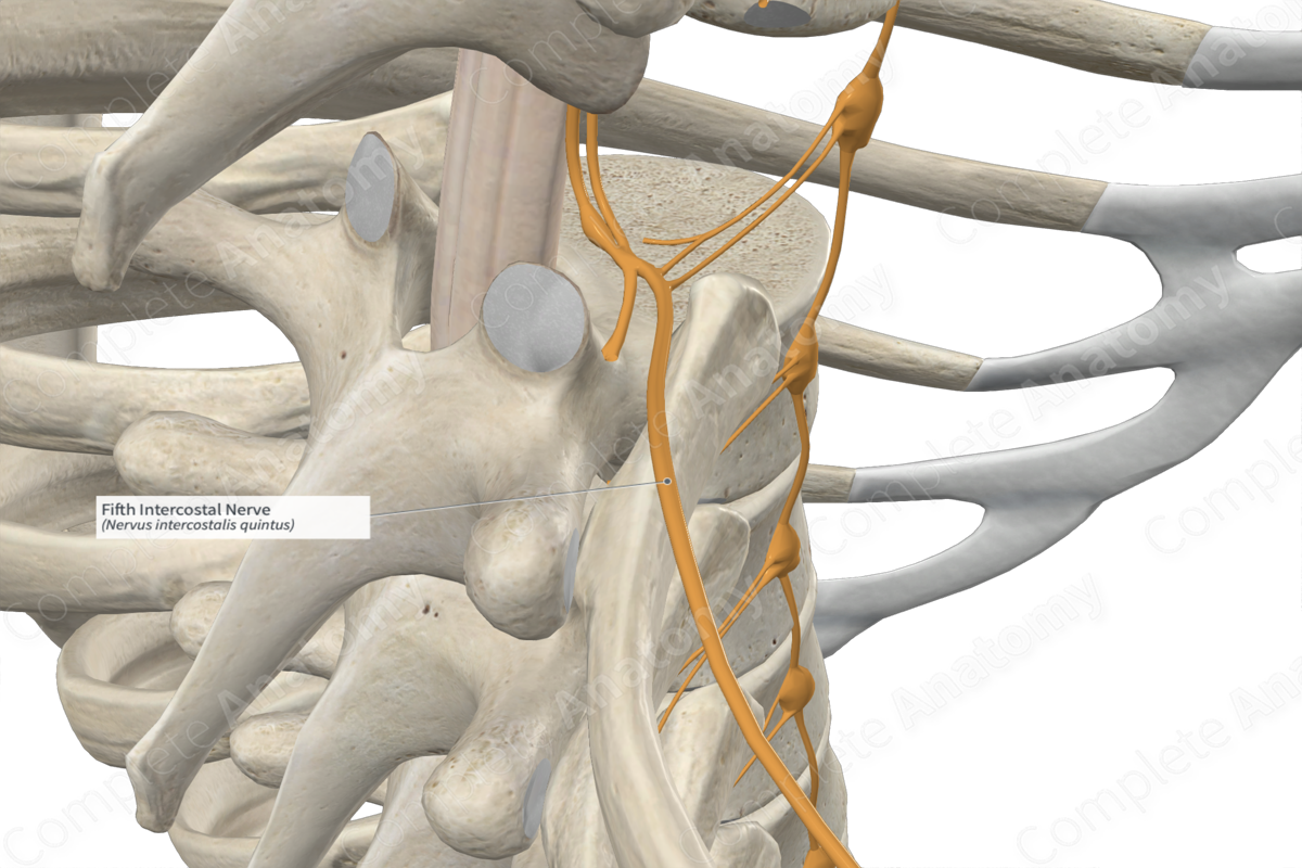 Fifth Intercostal Nerve | Complete Anatomy