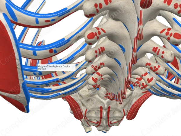 Origin of Semispinalis Capitis Muscle | Complete Anatomy