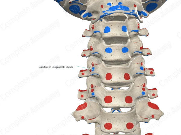 Insertion of Longus Colli Muscle | Complete Anatomy