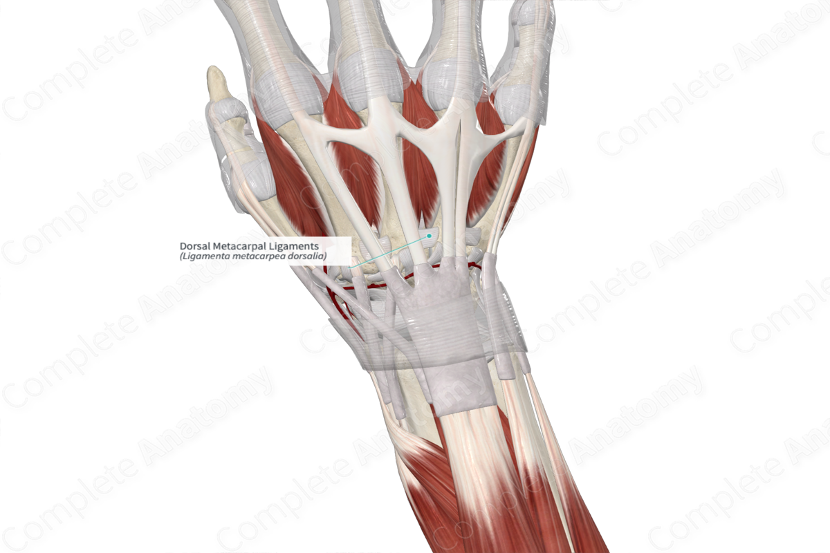Dorsal Metacarpal Ligaments Complete Anatomy