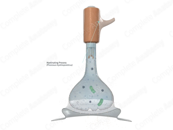 Myelinating Process | Complete Anatomy