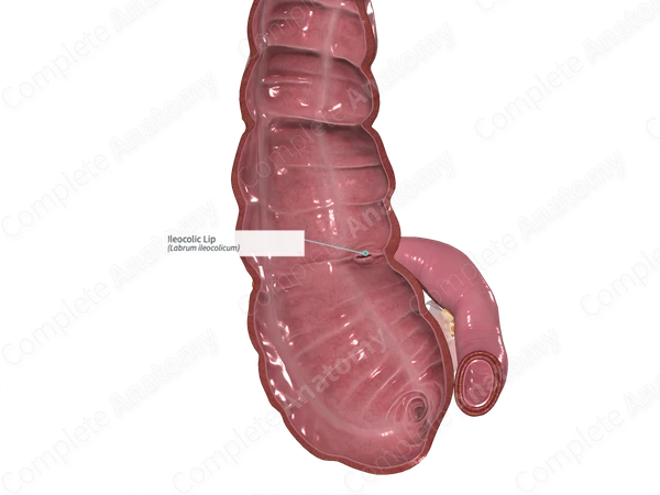 Ileocolic Lip | Complete Anatomy