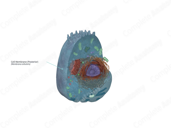 Cell Membrane (Posterior) | Complete Anatomy