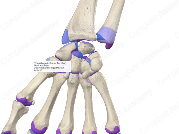 Triquetrum Articular Facet of Hamate Bone | Complete Anatomy