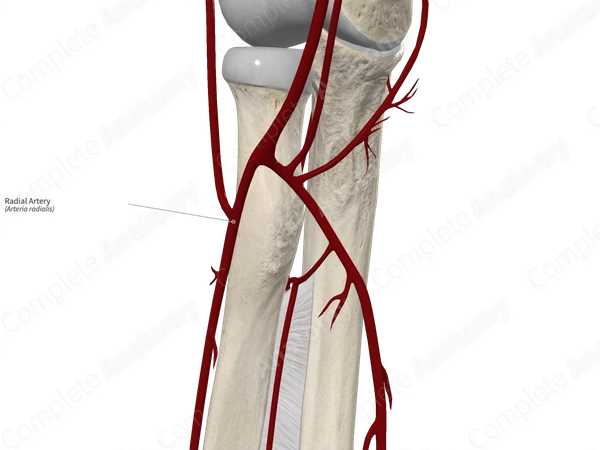 Radial Artery | Complete Anatomy