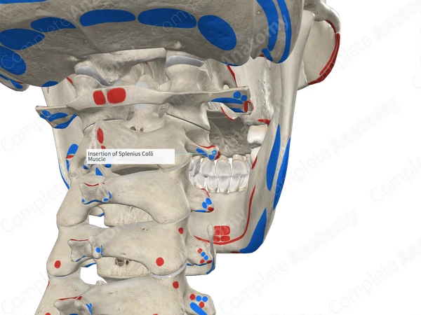 Insertion of Splenius Colli Muscle | Complete Anatomy