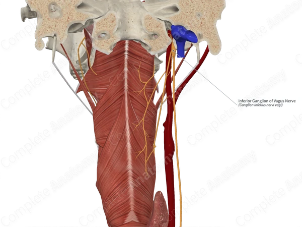 Vagus Nerve Cadaver Spinal Accessory Nerve Entrapment | SpringerLink