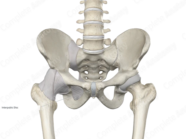 Interpubic Disc | Complete Anatomy