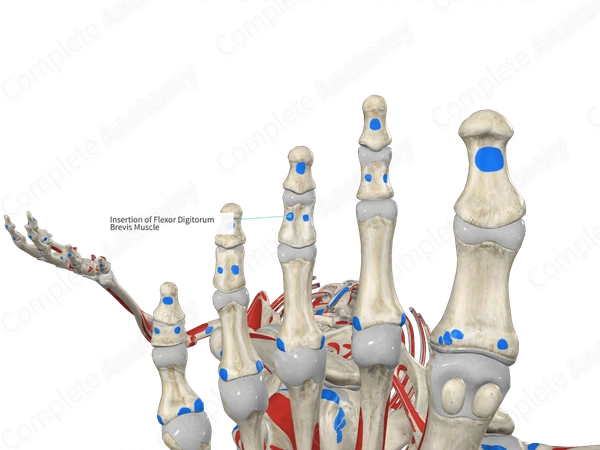 Insertion of Flexor Digitorum Brevis Muscle | Complete Anatomy
