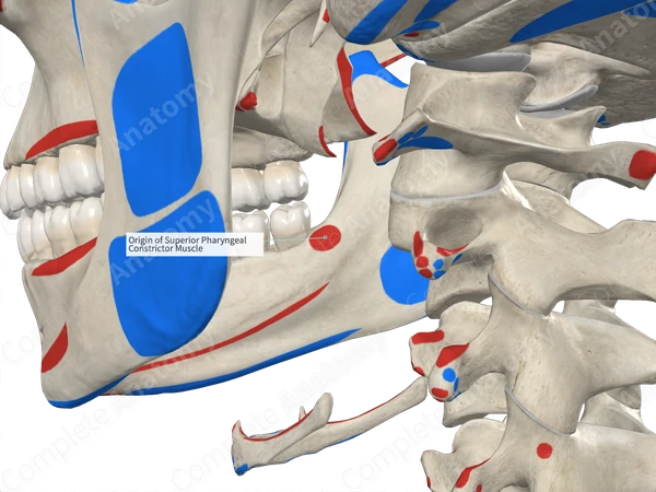 Origin of Superior Pharyngeal Constrictor Muscle | Complete Anatomy