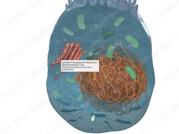 Smooth Endoplasmic Reticulum (Anterosuperior Cut) | Complete Anatomy