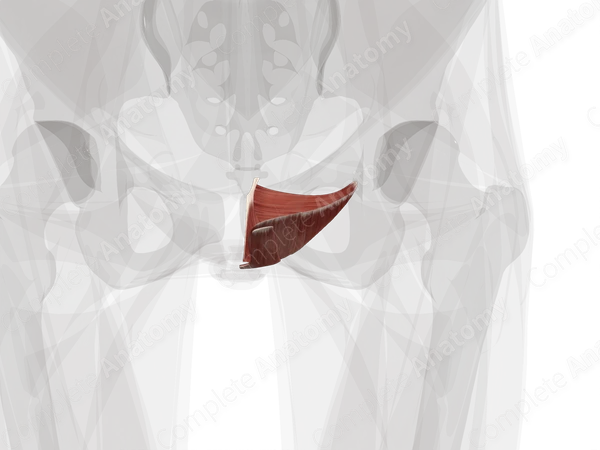 Levator Ani (Left Half) | Complete Anatomy