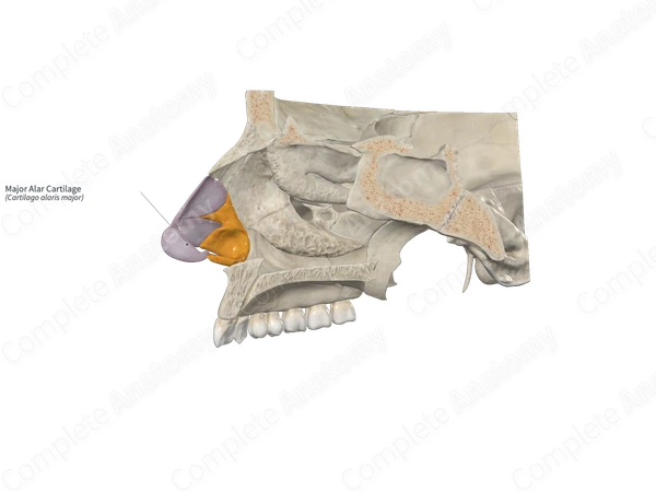 Major Alar Cartilage | Complete Anatomy
