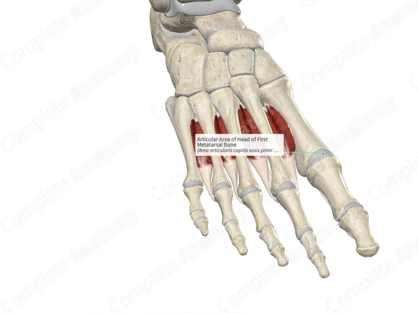 Articular Area of Head of First Metatarsal Bone | Complete Anatomy