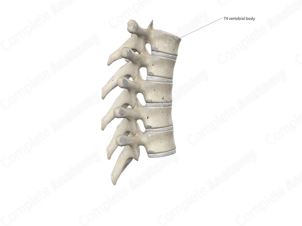 Fourth Thoracic Vertebra | Complete Anatomy