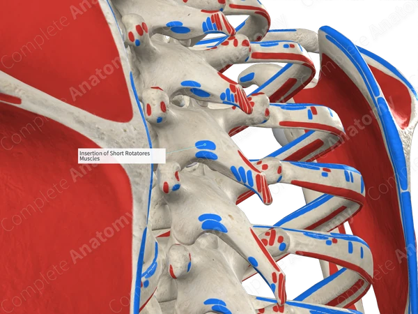 Insertion of Short Rotatores Muscles | Complete Anatomy