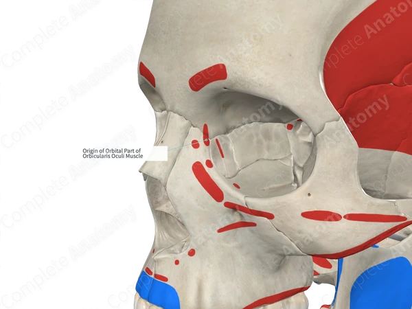 Origin of Orbital Part of Orbicularis Oculi Muscle | Complete Anatomy