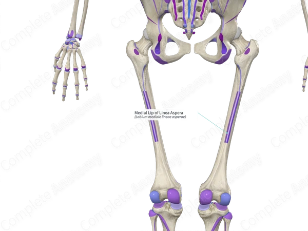 Medial Lip of Linea Aspera | Complete Anatomy
