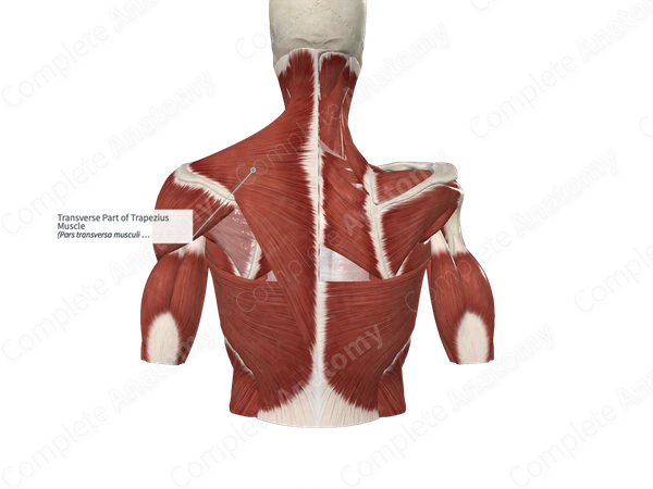 Trapezius Ridge Anatomy Trapezius Functional Anatomy | Anatomy, Bone