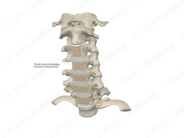 Third Cervical Vertebra | Complete Anatomy
