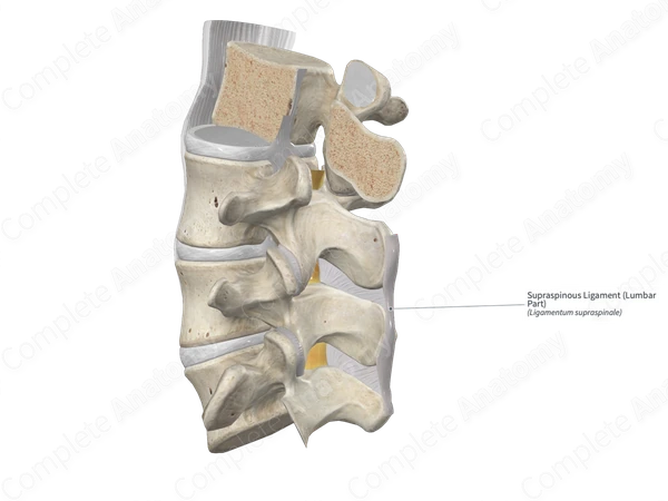 Lumbar Sacral Ligament