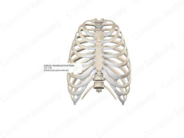 Inferior Vertebral End Plate (T1-T2) | Complete Anatomy