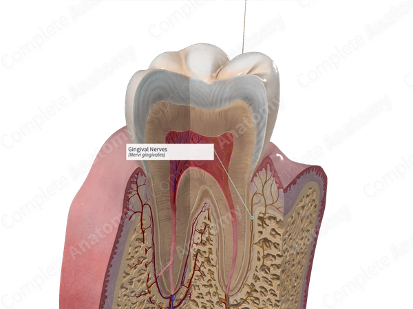 Gingival Nerves | Complete Anatomy