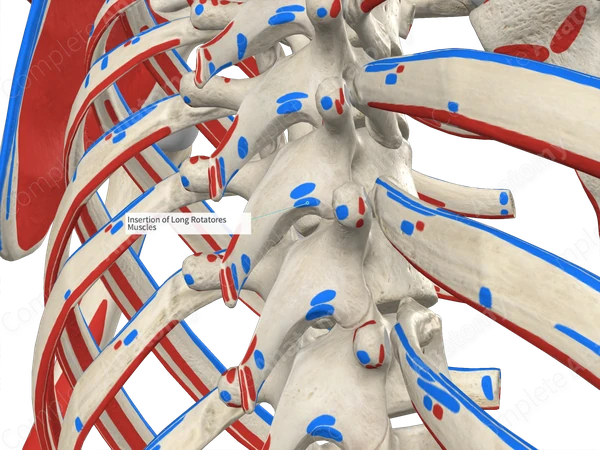 Insertion of Long Rotatores Muscles | Complete Anatomy