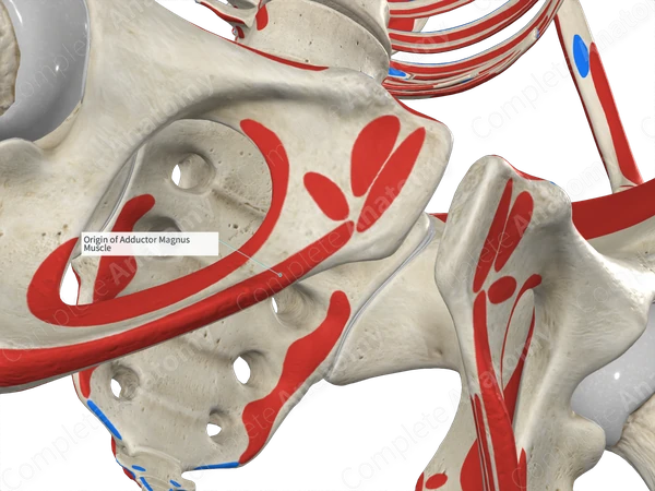 Origin of Adductor Magnus Muscle | Complete Anatomy