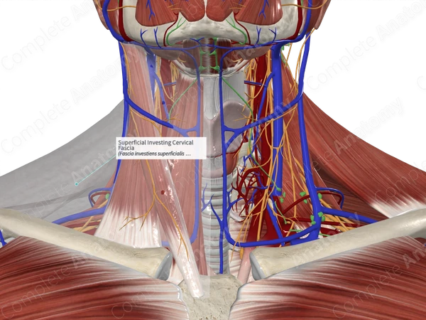 Superficial Investing Cervical Fascia | Complete Anatomy