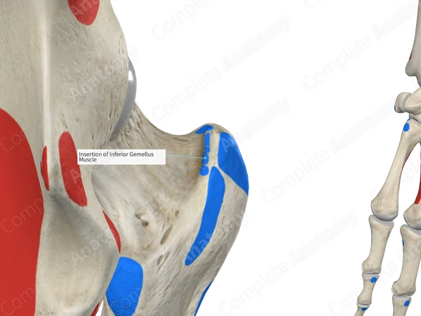 Insertion of Inferior Gemellus Muscle | Complete Anatomy