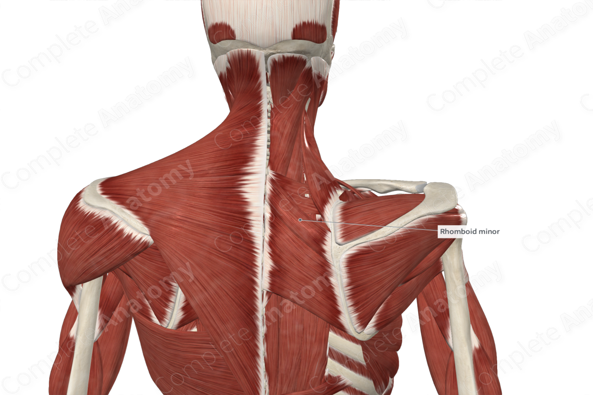 Rhomboid Minor Muscle | Complete Anatomy