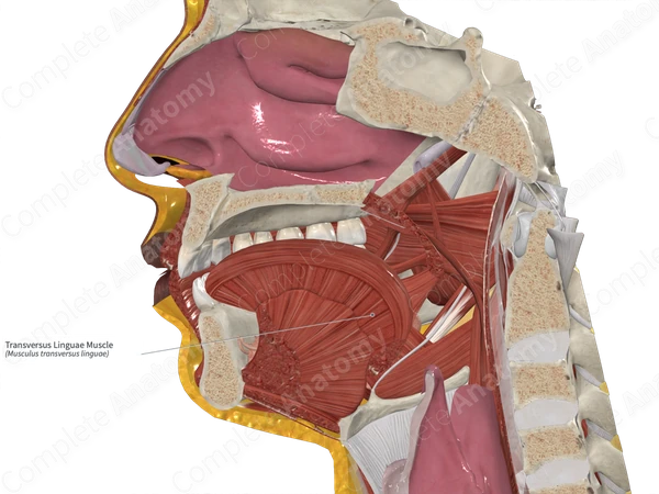 Transversus Linguae Muscle | Complete Anatomy