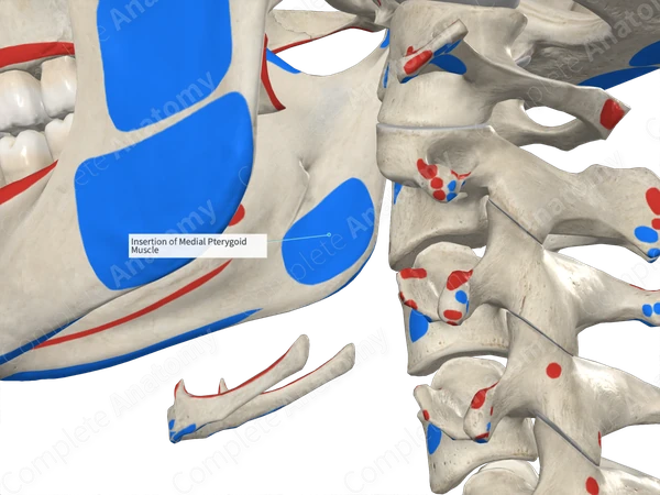 Insertion of Medial Pterygoid Muscle | Complete Anatomy