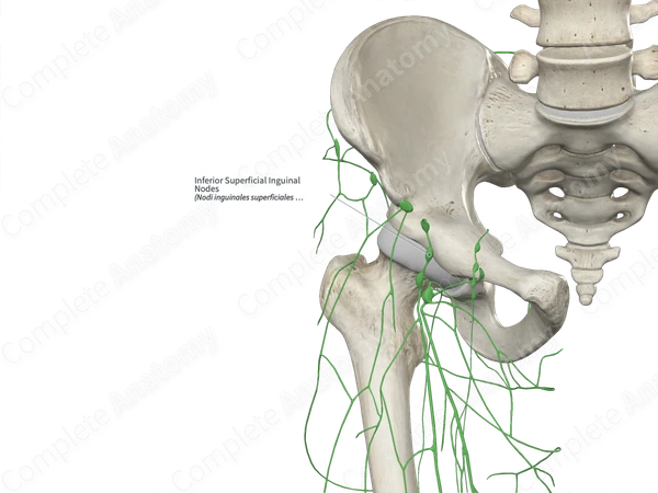Inferior Superficial Inguinal Nodes | Complete Anatomy